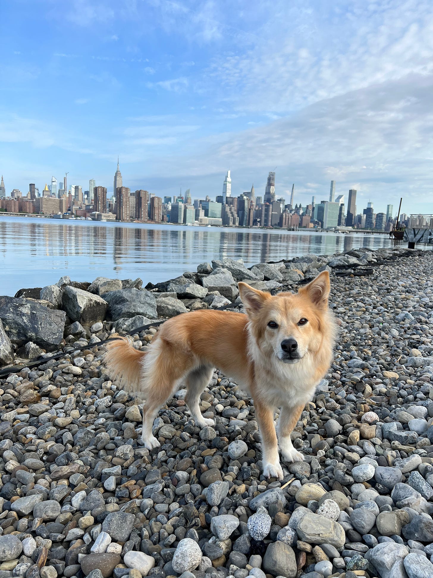 Our Sweet Hallie Girl - by Isabel Klee - Dogs & the City