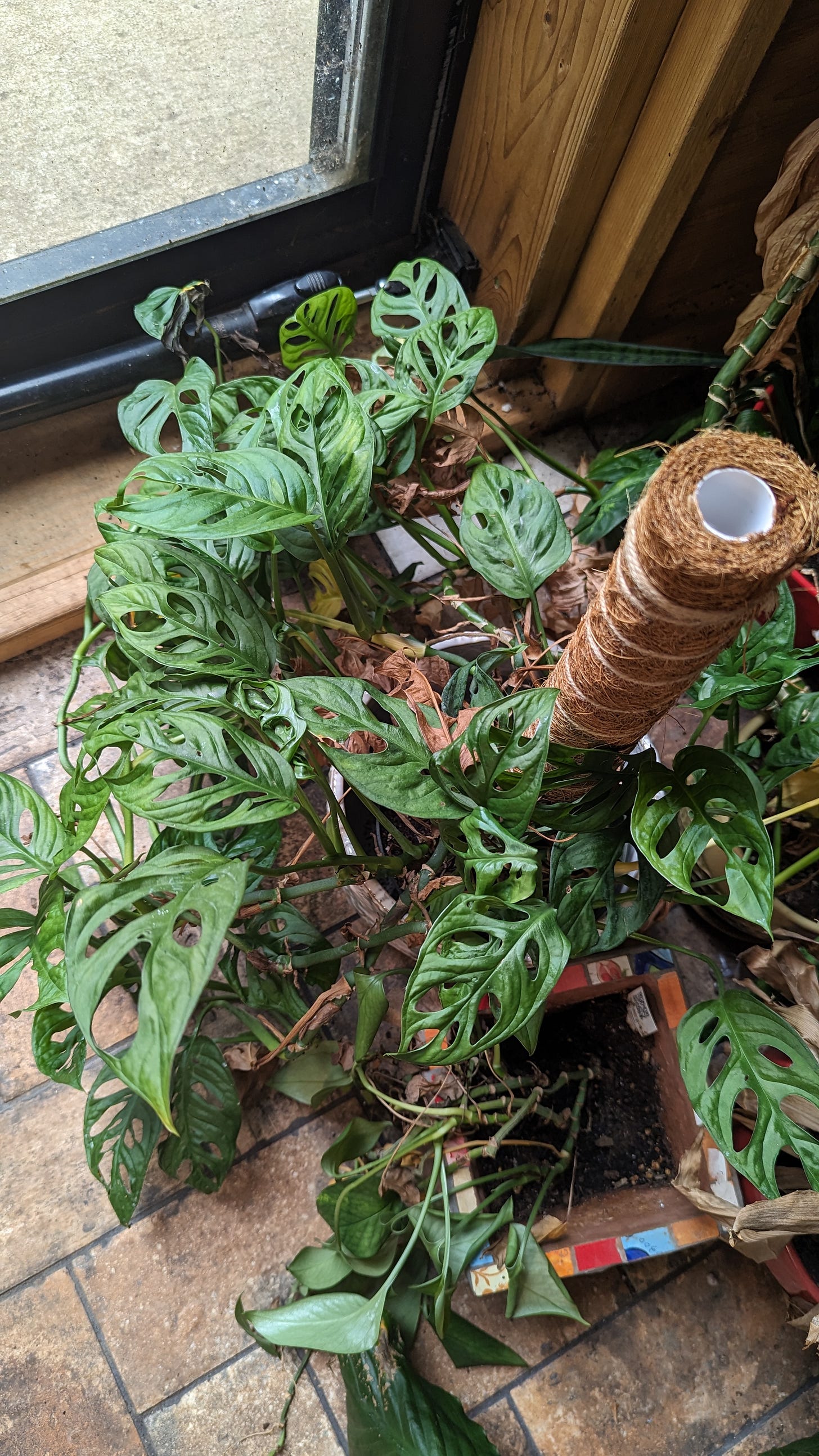 My favorite super-easy plants - by Zawn Villines