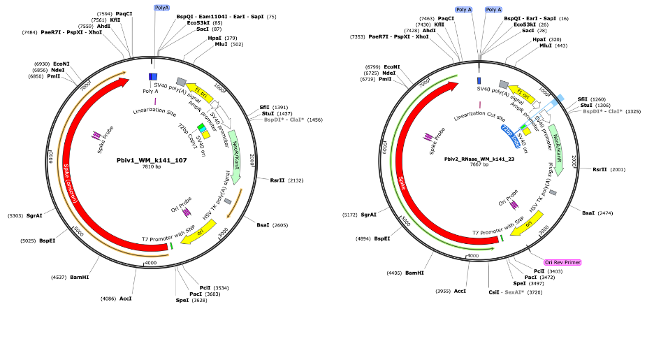 Sequencing of bivalent Moderna and Pfizer mRNA vaccines reveals ...