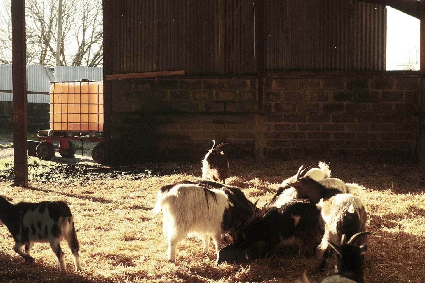 The Farm Diaries - by Julius Roberts - The Farm Diaries