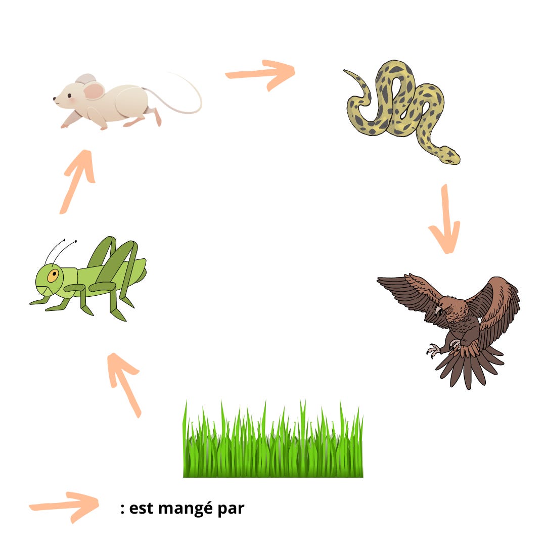 Kit n°8 : Comprendre la biodiversité - by Sophie Tovagliari
