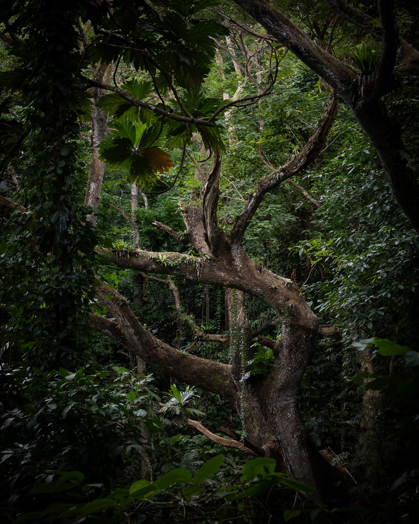 Day 07 — Ilaya, Ilawod - by Vince Imbat - The Long Walk