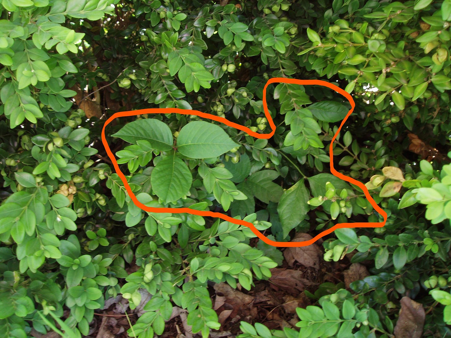 How To Draw Poison Ivy Leaves