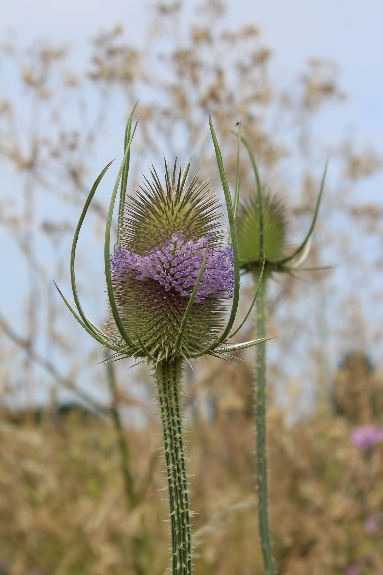 Dipsacus fullonum | Teasel