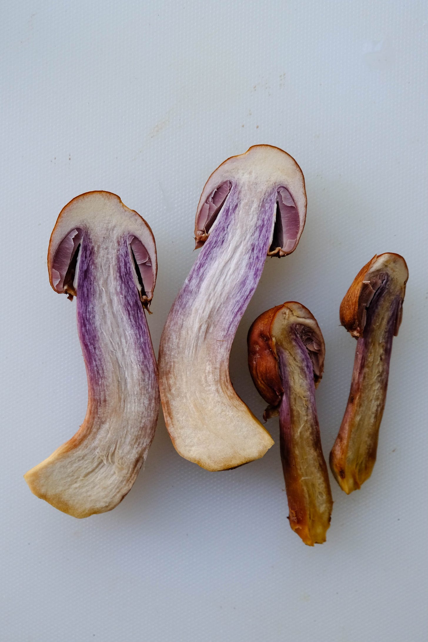 Guide to Yunnan's edible wild mushrooms, summer 2024
