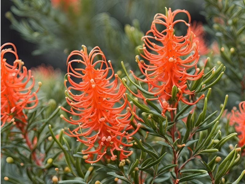 Grevillea Plants 101: Everything You Need to Know About This Stunning ...