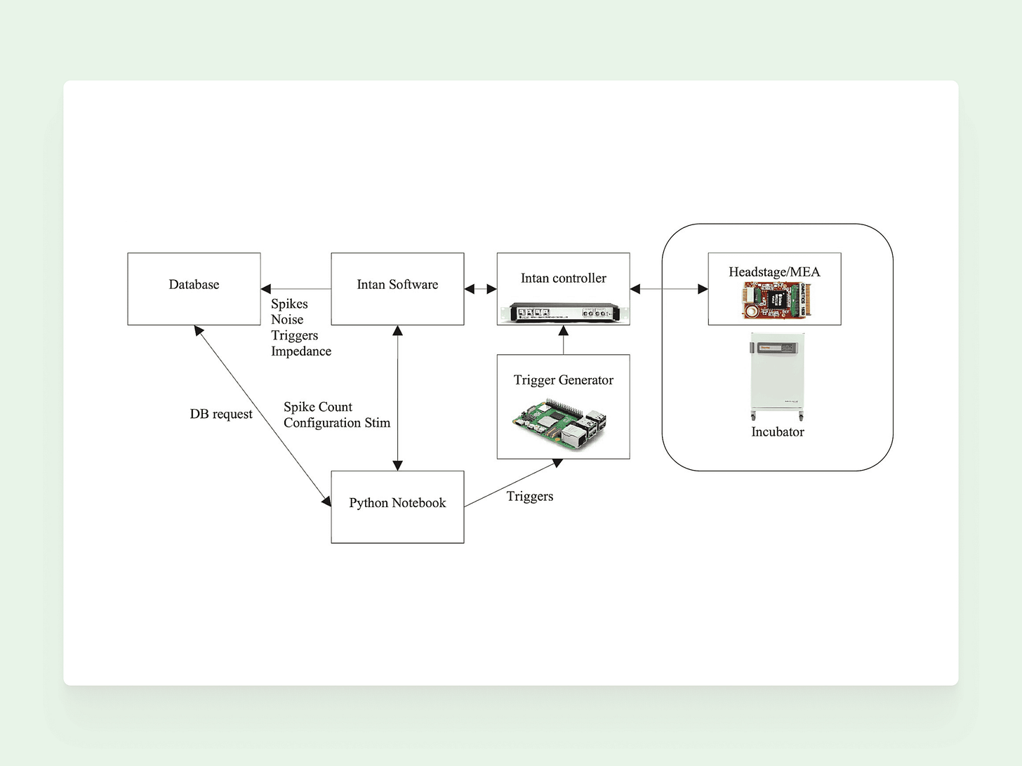 Lab-Grown Human Brain Embodied in a Virtual World
