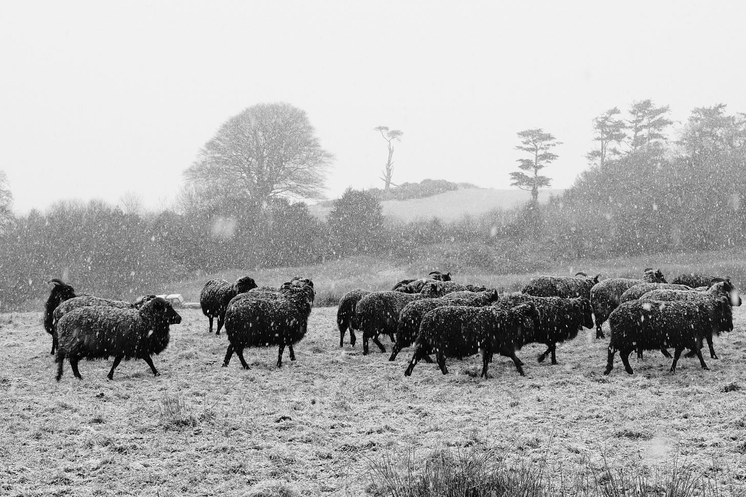 The Farm Diaries - by Julius Roberts - The Farm Diaries