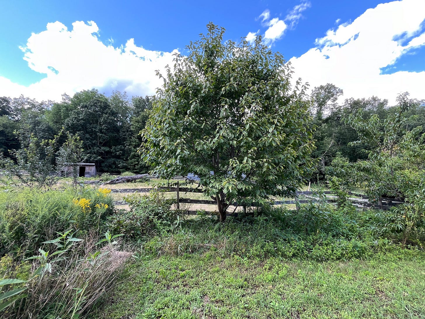 Creating a tree guild - by Gretchen at Backyard Farming
