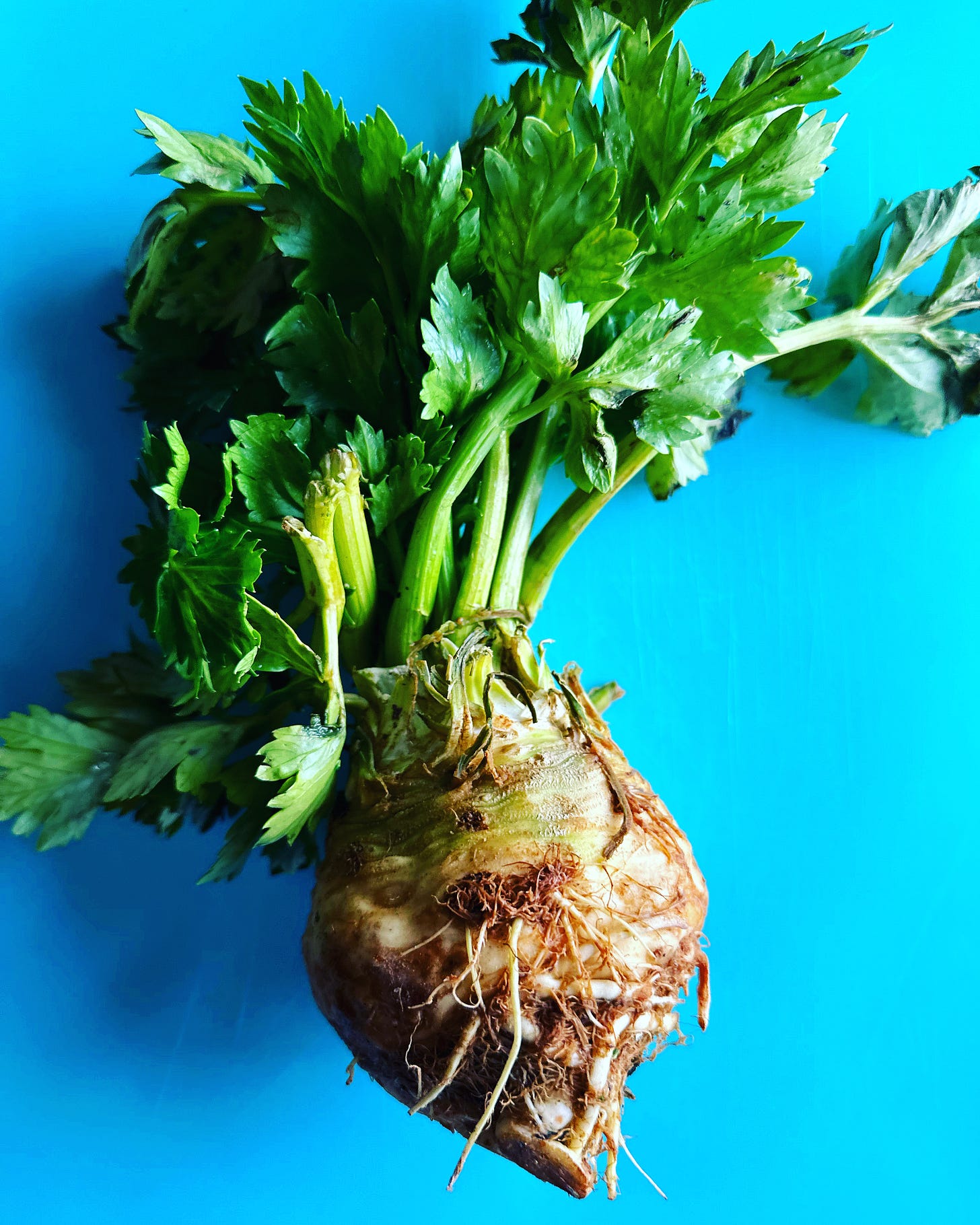 Reviving a Classic French Salad - by emily nunn