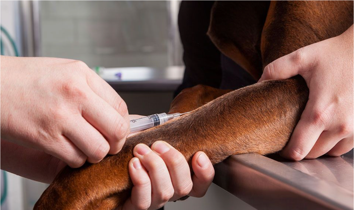 Supresión con dexametasona a dosis bajas en perros