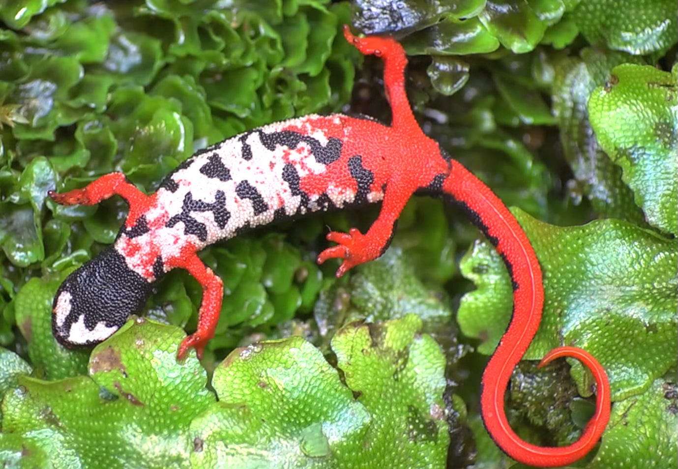 The Spectacled Salamander - by Edward James Cutler