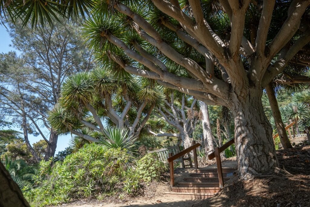 2025 guide to visiting Santa Barbara’s botanic wonder, Lotusland