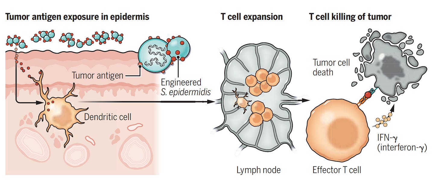 The fascinating and evolving story of bacteria and cancer