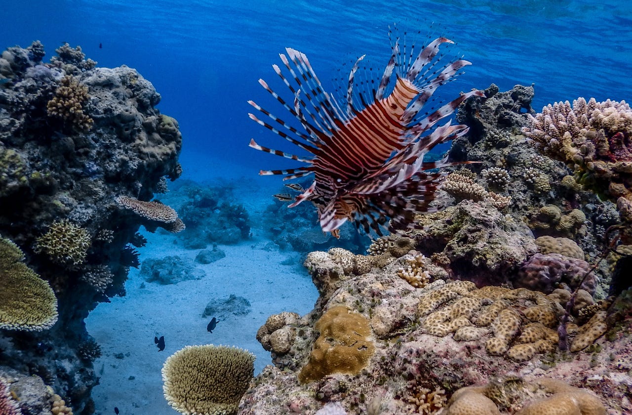 The Philippine Coral Reefs - by Edge Genosa