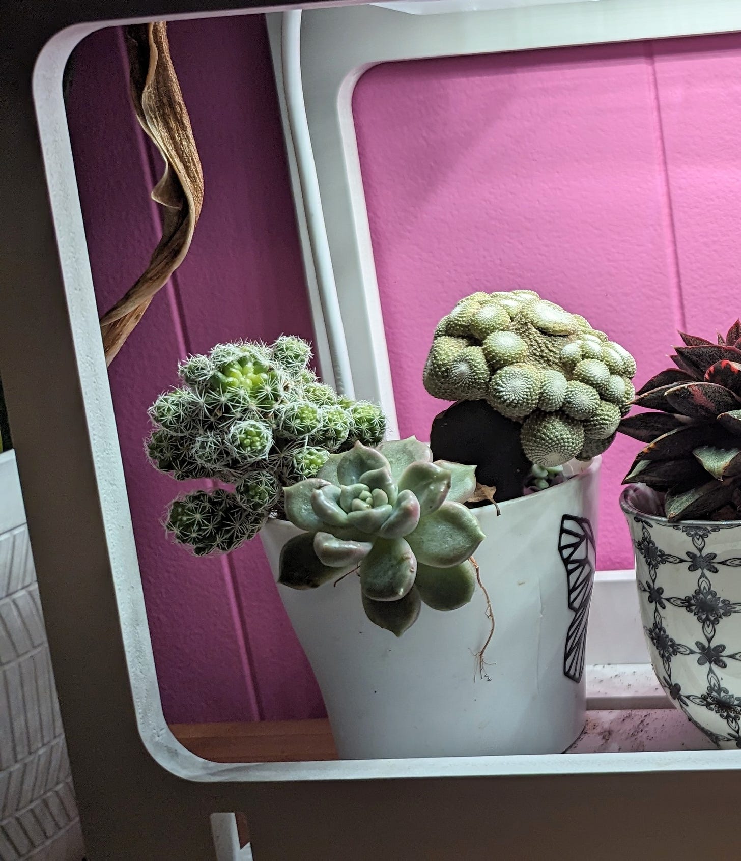 My favorite super-easy plants - by Zawn Villines