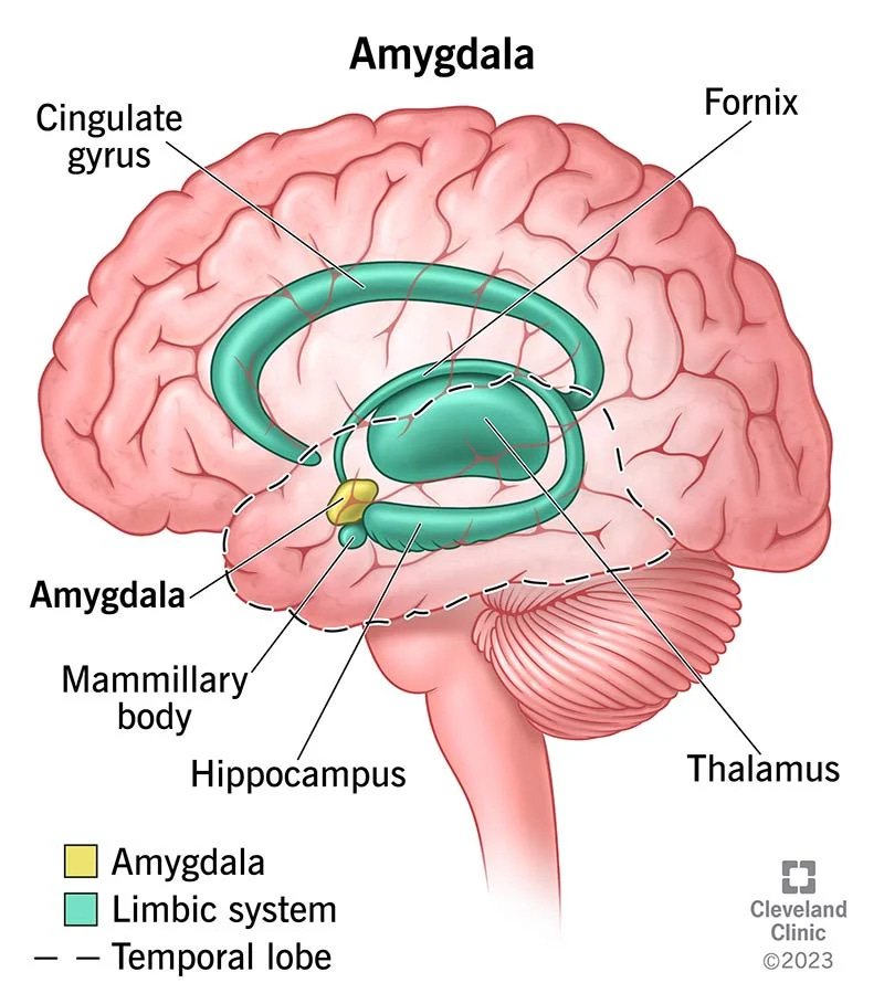 How Trauma is Stored in the Body & Its Impact 🧠
