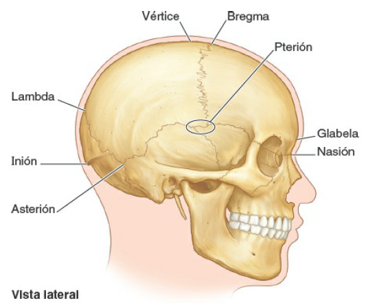 UBM #005: ¿Qué es el Pterion y cuál es su importancia clínica?