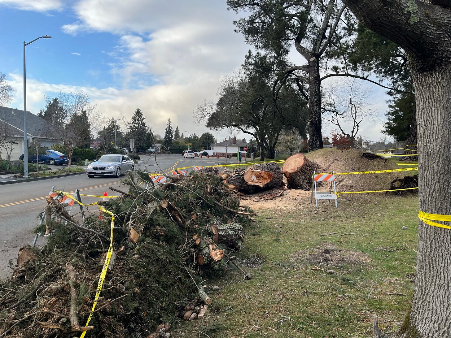 Storm Brings Down Huge Tree at Libby Park