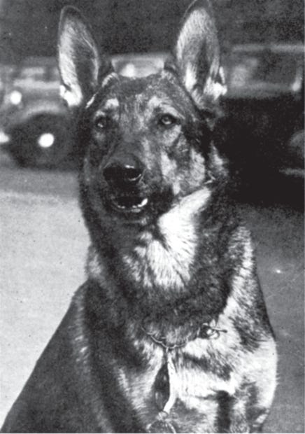 'Military Dogs of World War II' - by Martin Cherrett