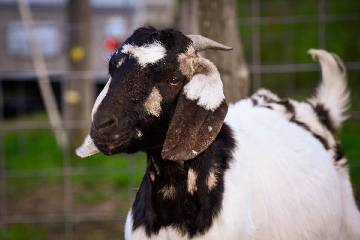 A Skinny Goat Among a Herd of Healthy Goats