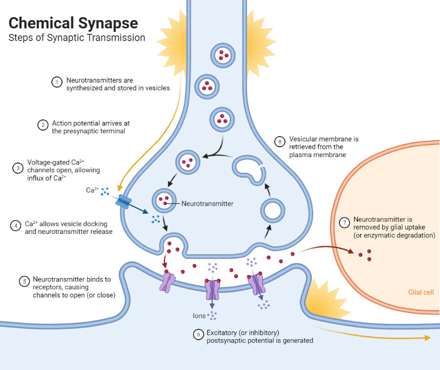 Dopamine: Everything you need to know - by Frazer Mawson