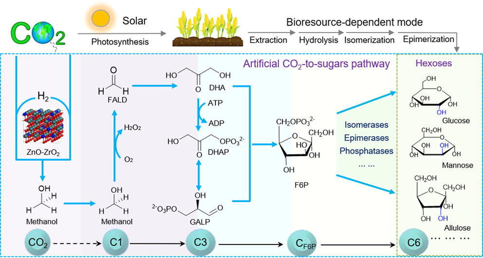 Chinese Scientists Pioneer Sugar Synthesis from Carbon Dioxide