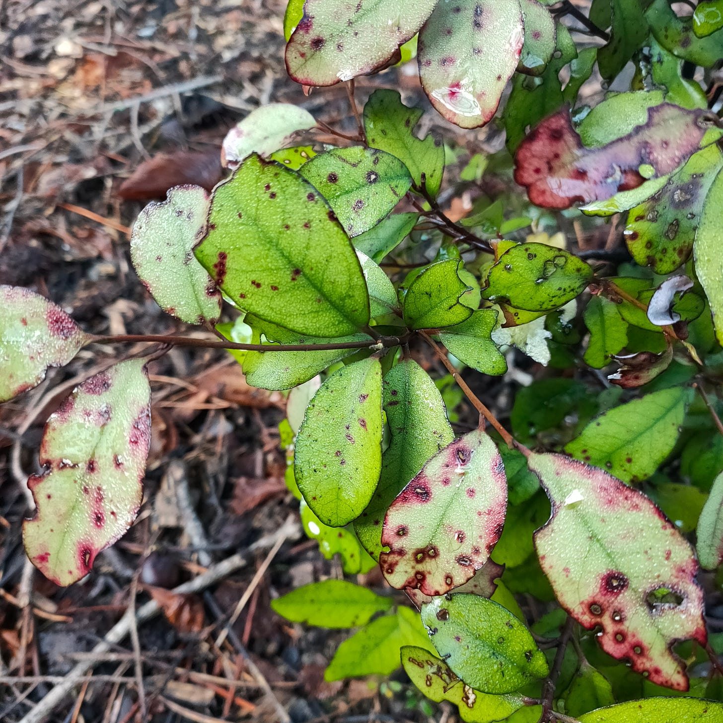 Horopito and Turmeric Tiramisù - by Bron Marshall
