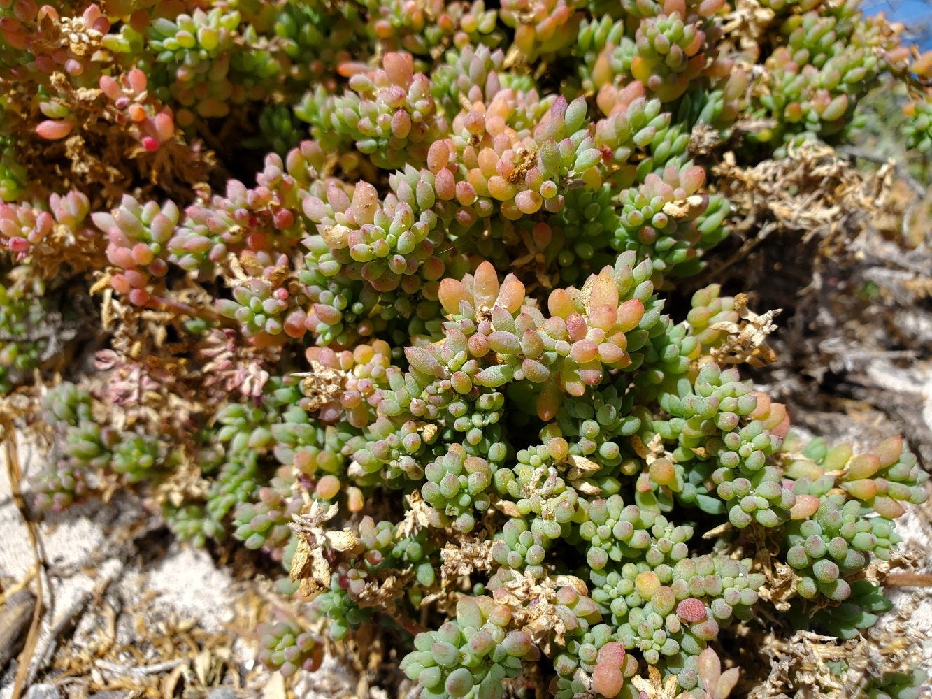 Karkalla/Pigface - by J.P. - Bush Food Forager