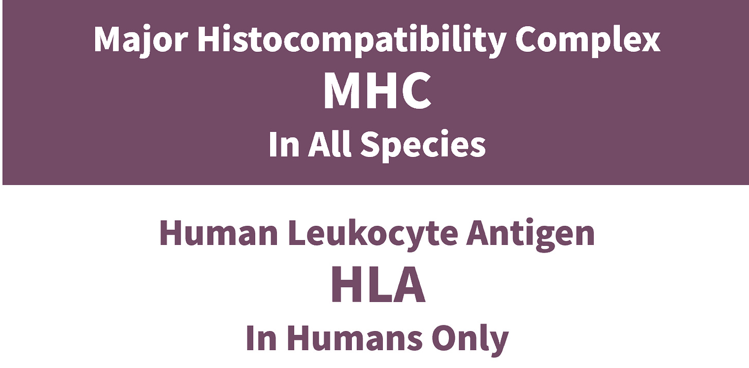 人類組織抗原 Human Leukocyte Antigen (HLA) 簡介及其臨床面向 - by Gem Wu