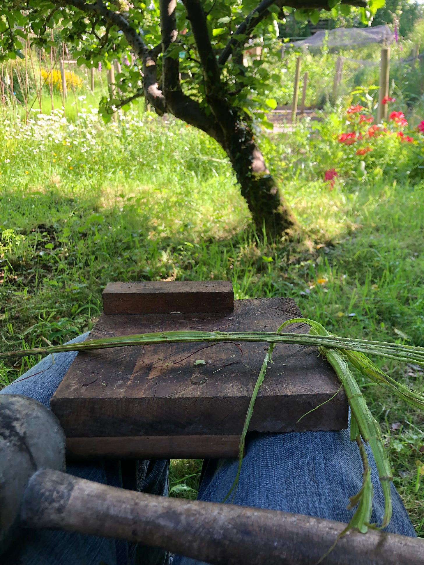 Nettle time - Alice Fox’s Substack