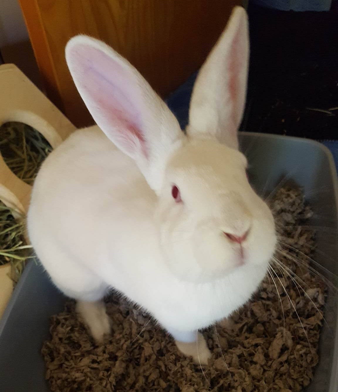 Why rabbits? - by Noah Smith - Noahpinion