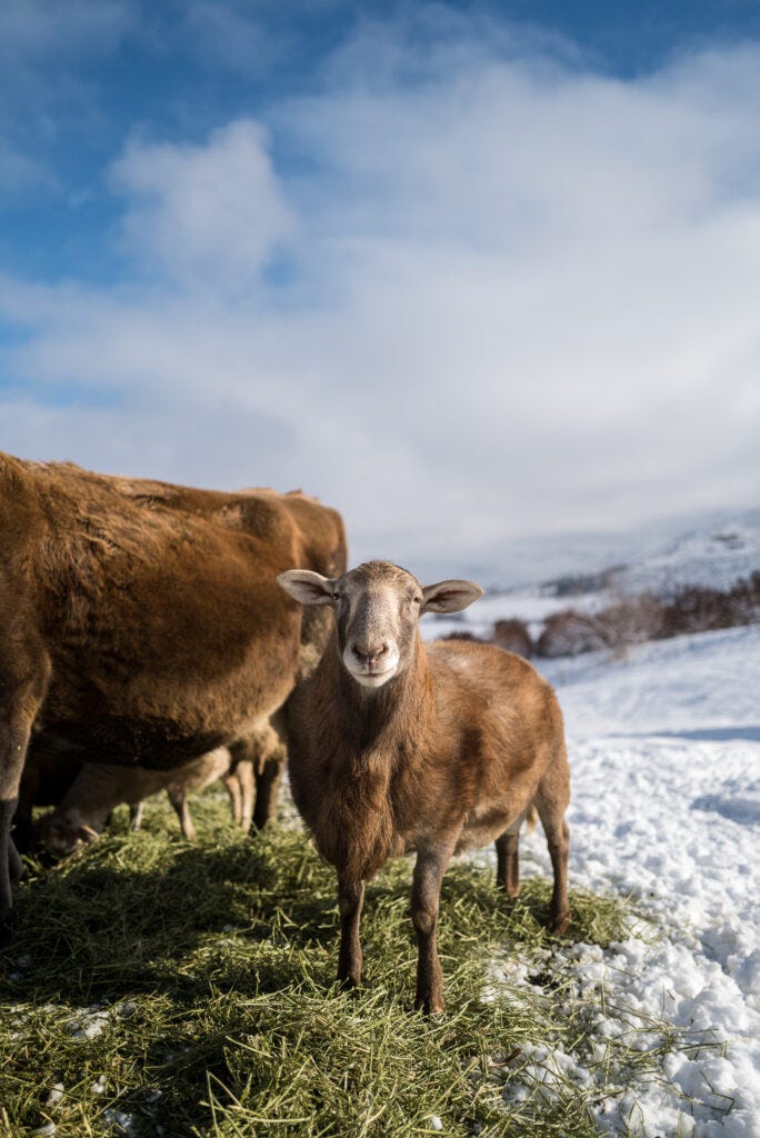 Lamb Meat - by Shaye Elliott