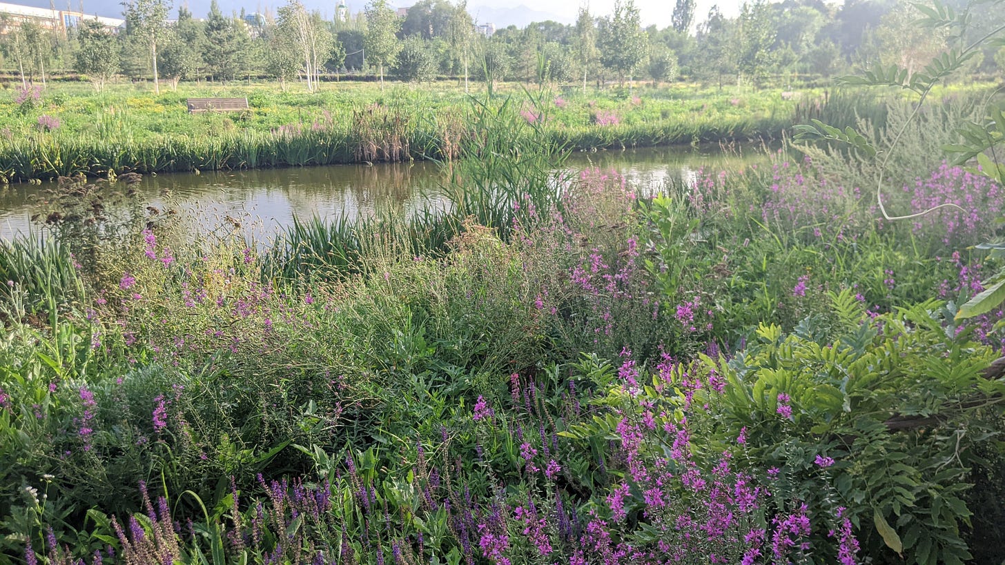 Balkan Ecology Project : Wildlife Pond Design, Planting and Management