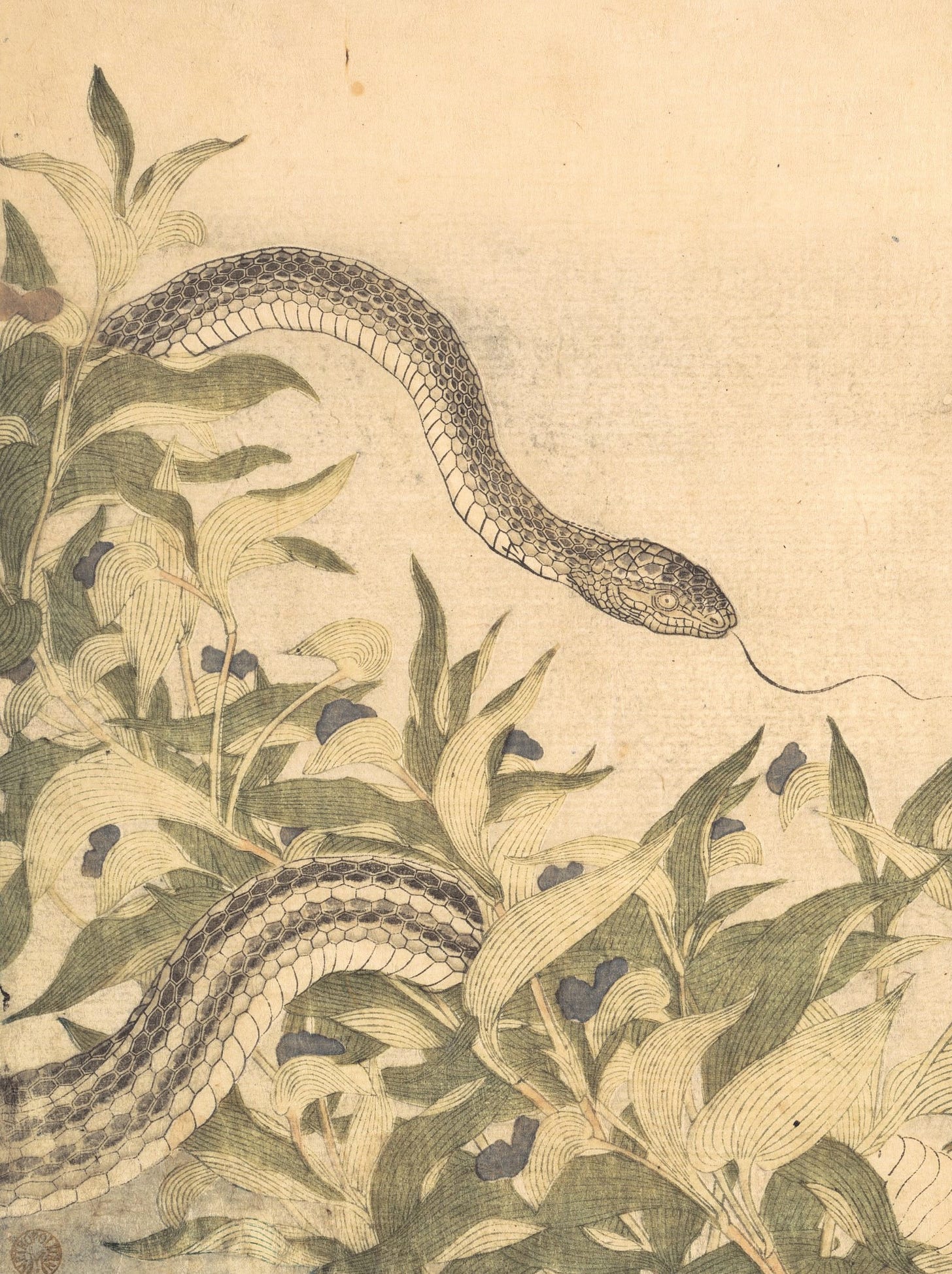 Snakes in Japanese Folklore - Hanashi by Curious Ordinary
