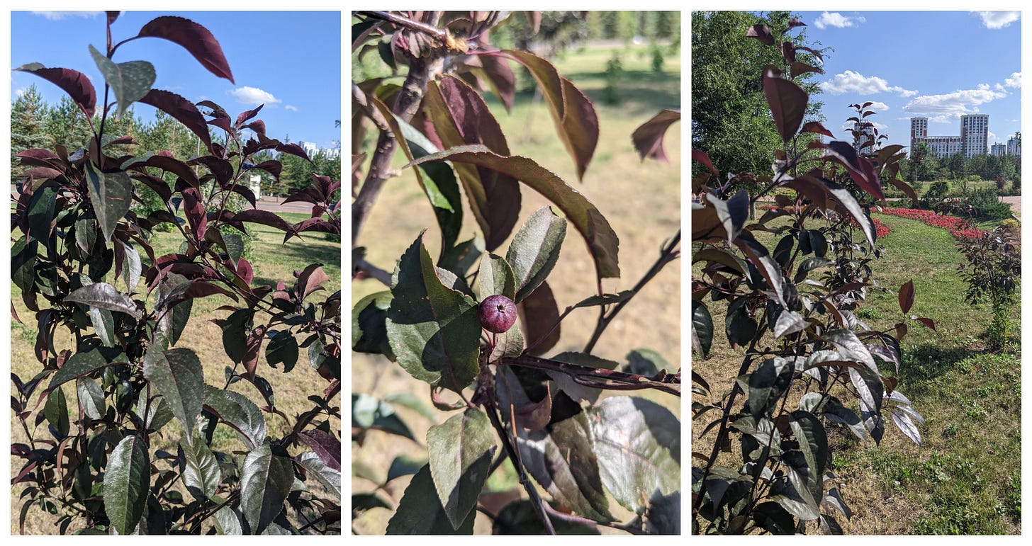 Balkan Ecology Project : Eastern Travels - Kazakhstan - Growing trees ...