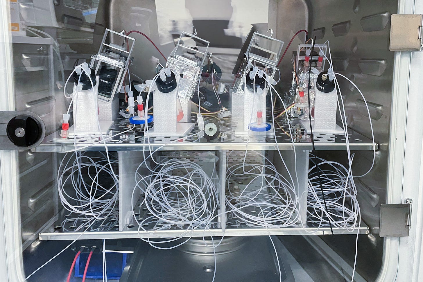 Lab-Grown Human Brain Embodied in a Virtual World