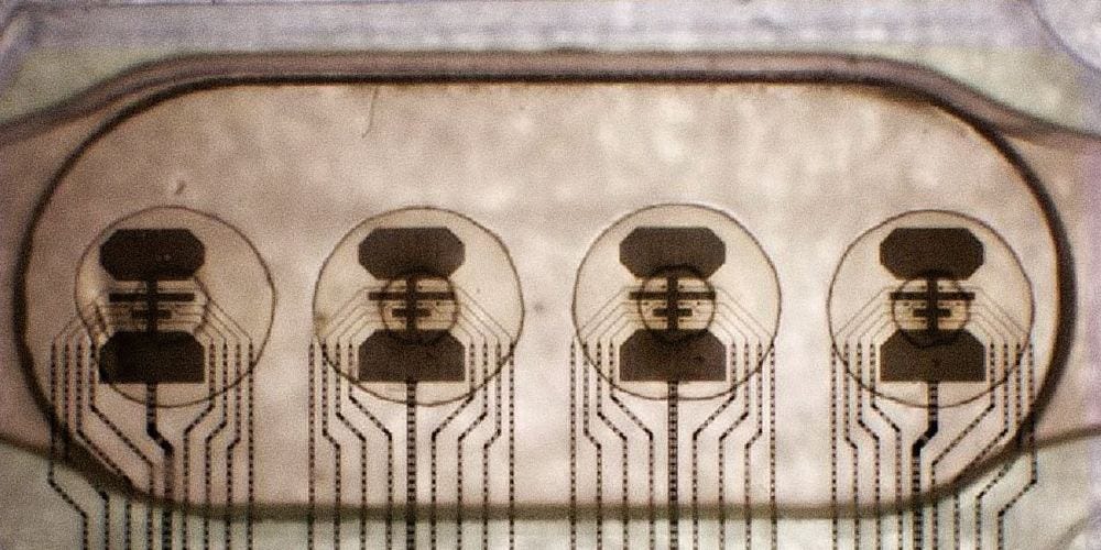 WEF Scientists Unveil Supercomputers Powered by Lab-Grown Human Brains