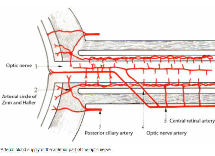 Altitudinal visual field defect – assessment and clinical significance
