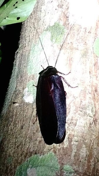 The largest cockroach in the world is the size of your palm