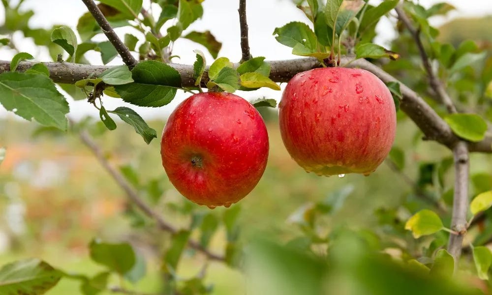 Creating a tree guild - by Gretchen at Backyard Farming