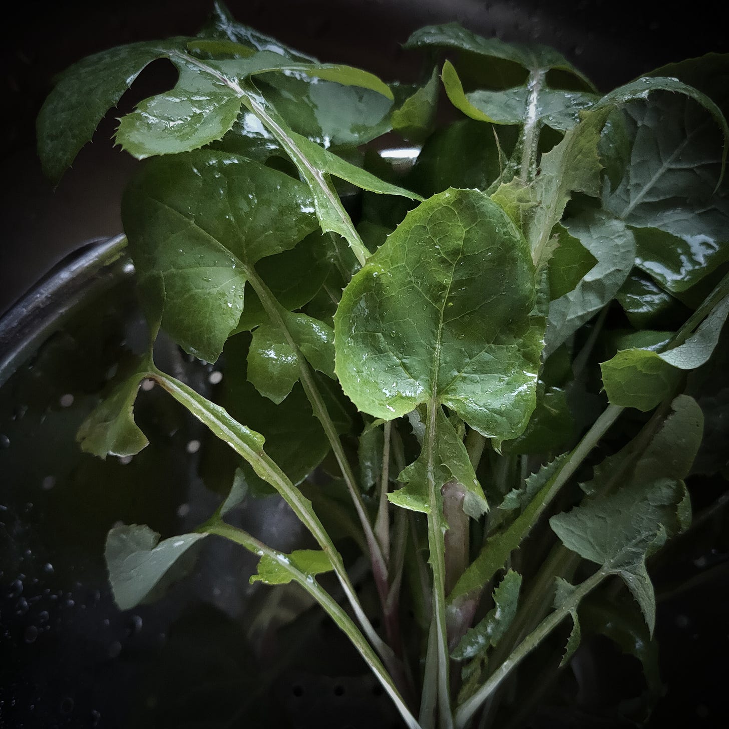 Horopito and Turmeric Tiramisù - by Bron Marshall