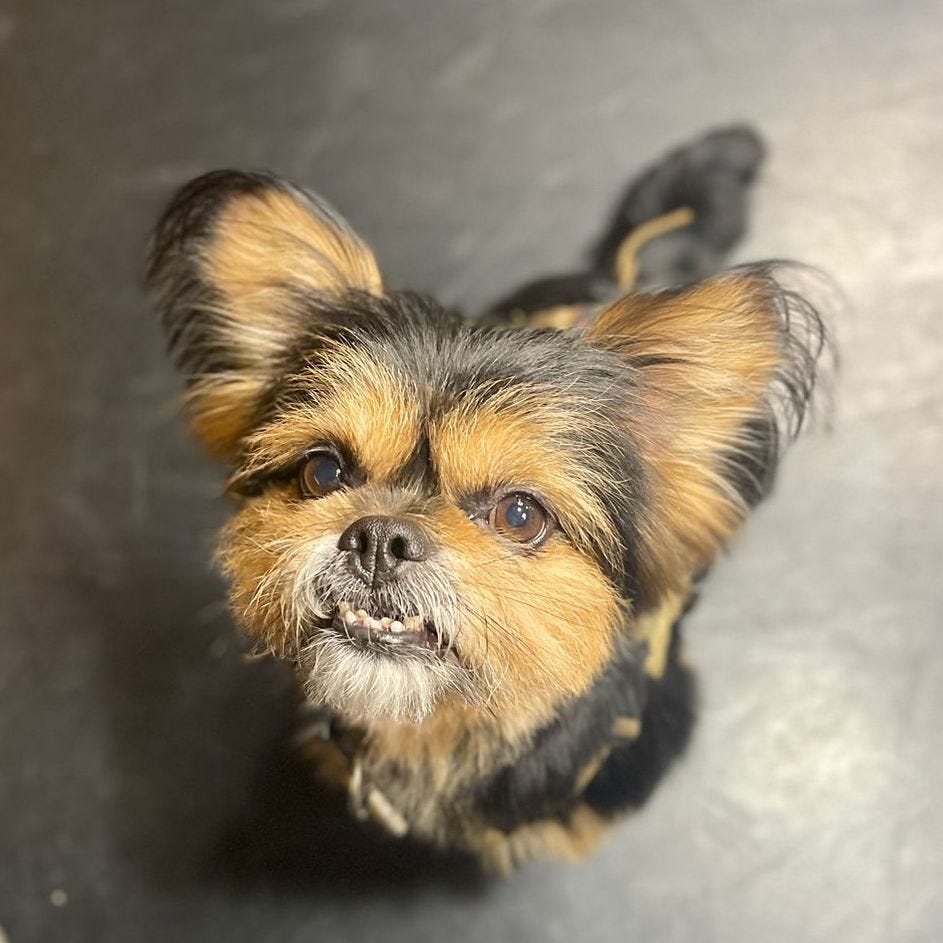 From Lviv – brian mayer