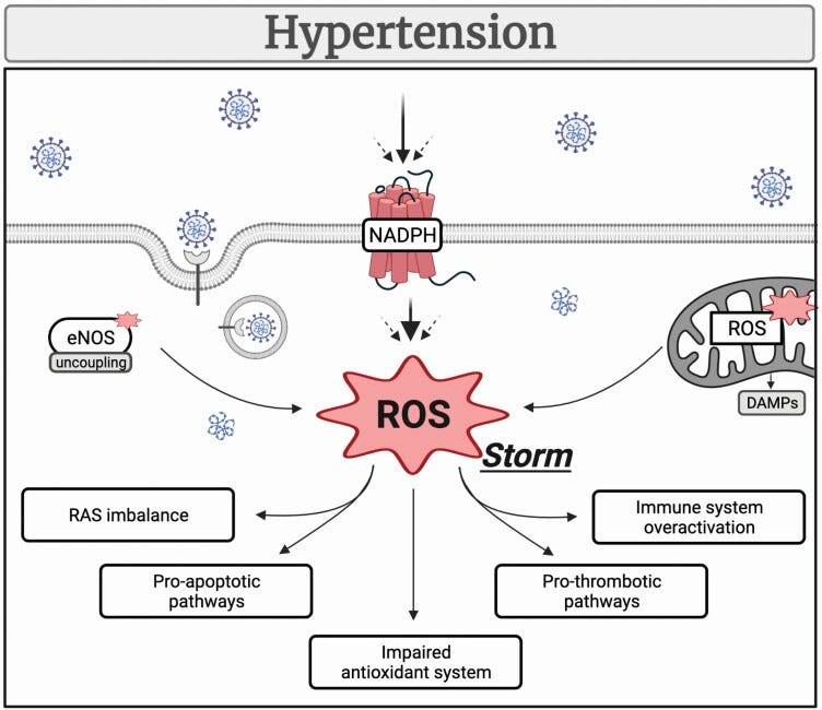 Friday Hope: N-Acetyl Cysteine (NAC) Revisited: Taming the ROS Storm
