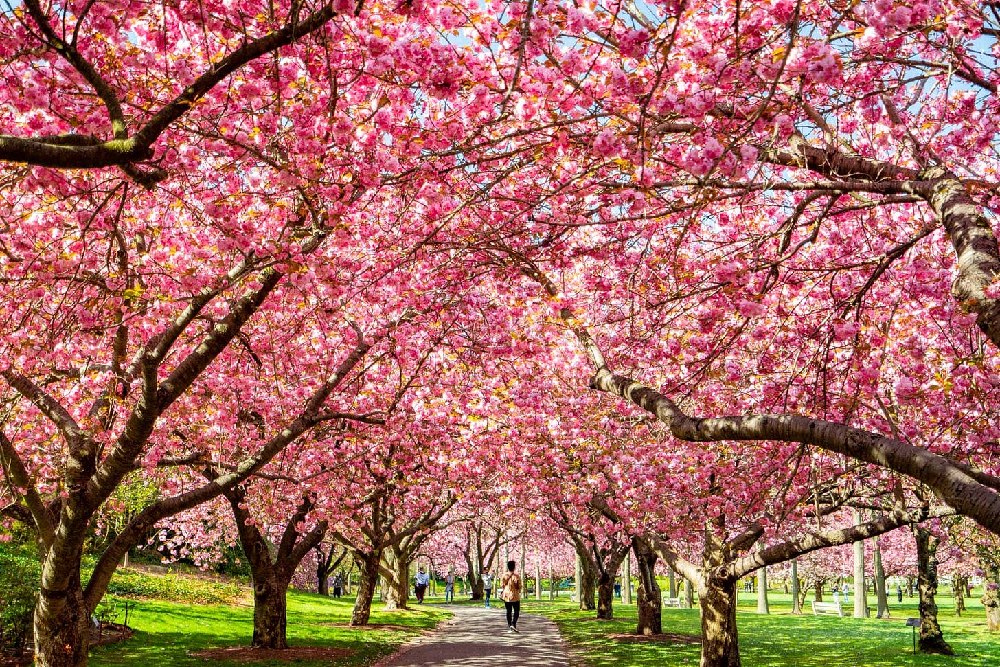 Spring in New York City: 8 Stunning Cherry Blossom Locations You Can't ...