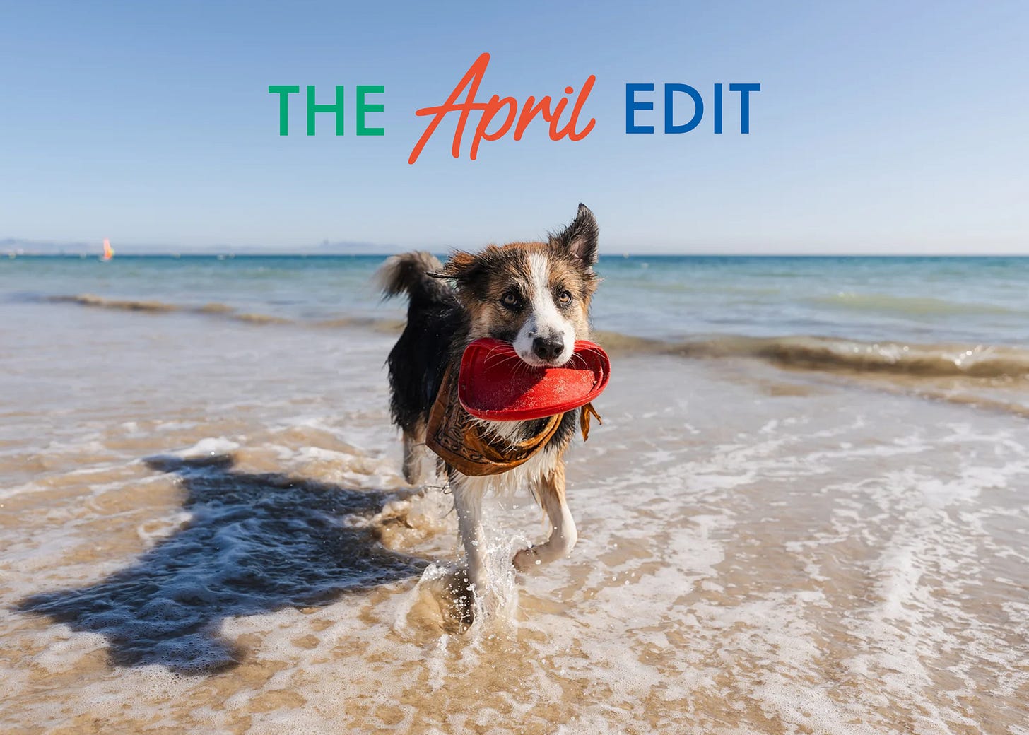 The April Edit (and Our Chicago Photos!)