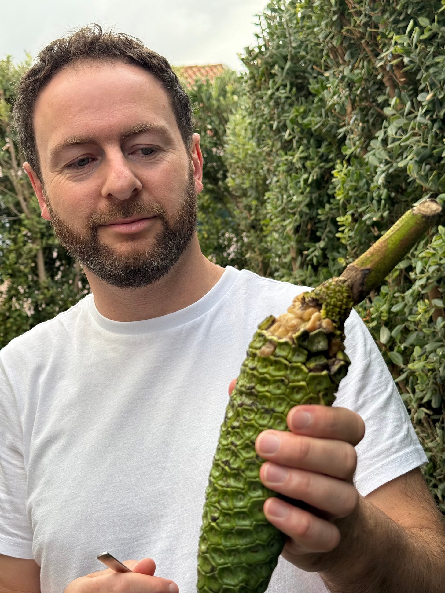 Monstera deliciosa fruit