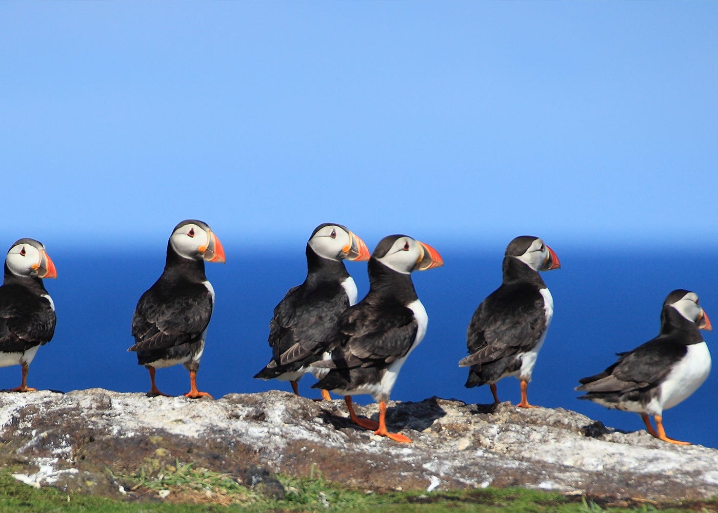 Where to See Puffins in Scotland - @Scotland