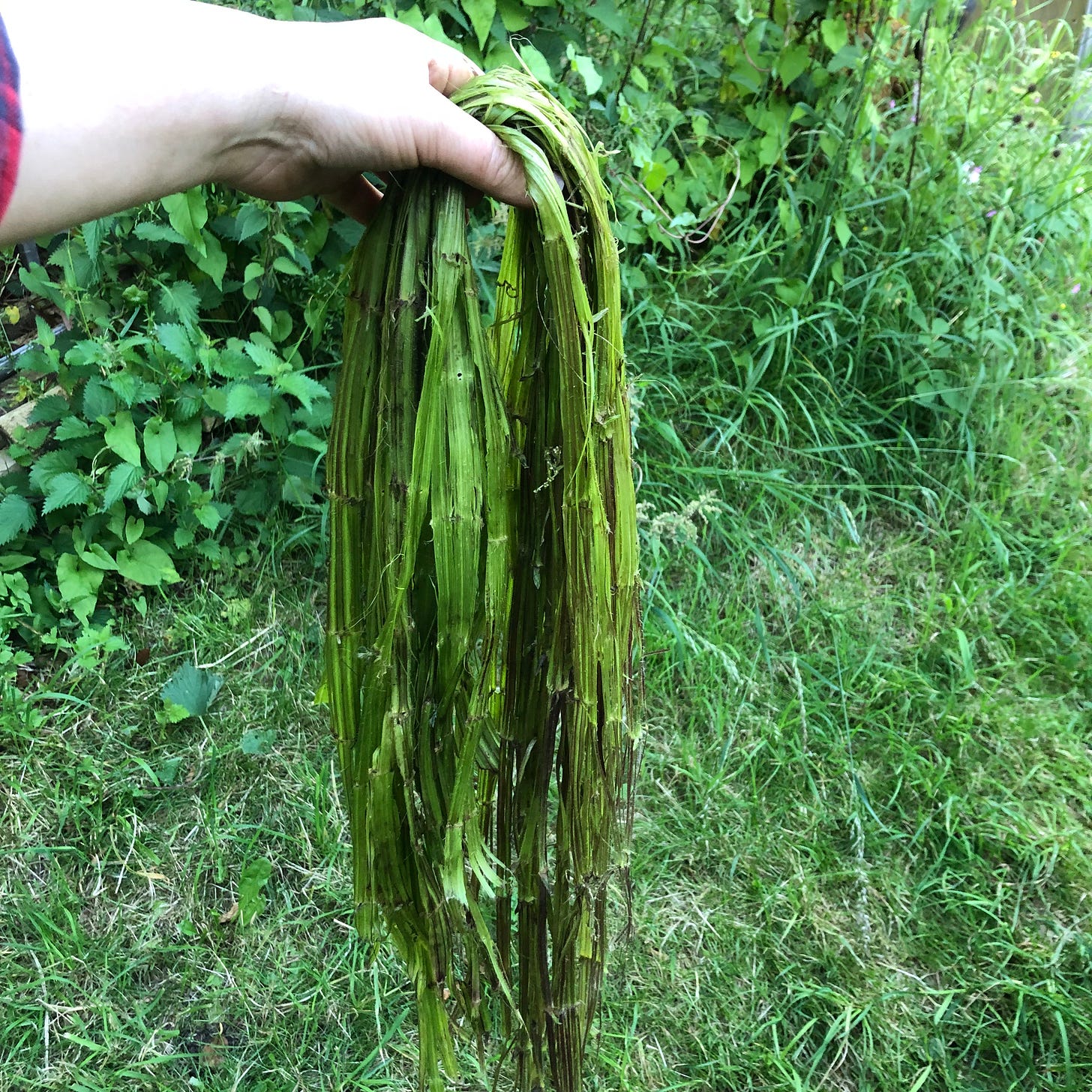 Nettle time - Alice Fox’s Substack