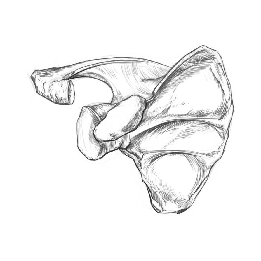 Shoulder Pain & The Winging Scapula - by Dereck Steffe
